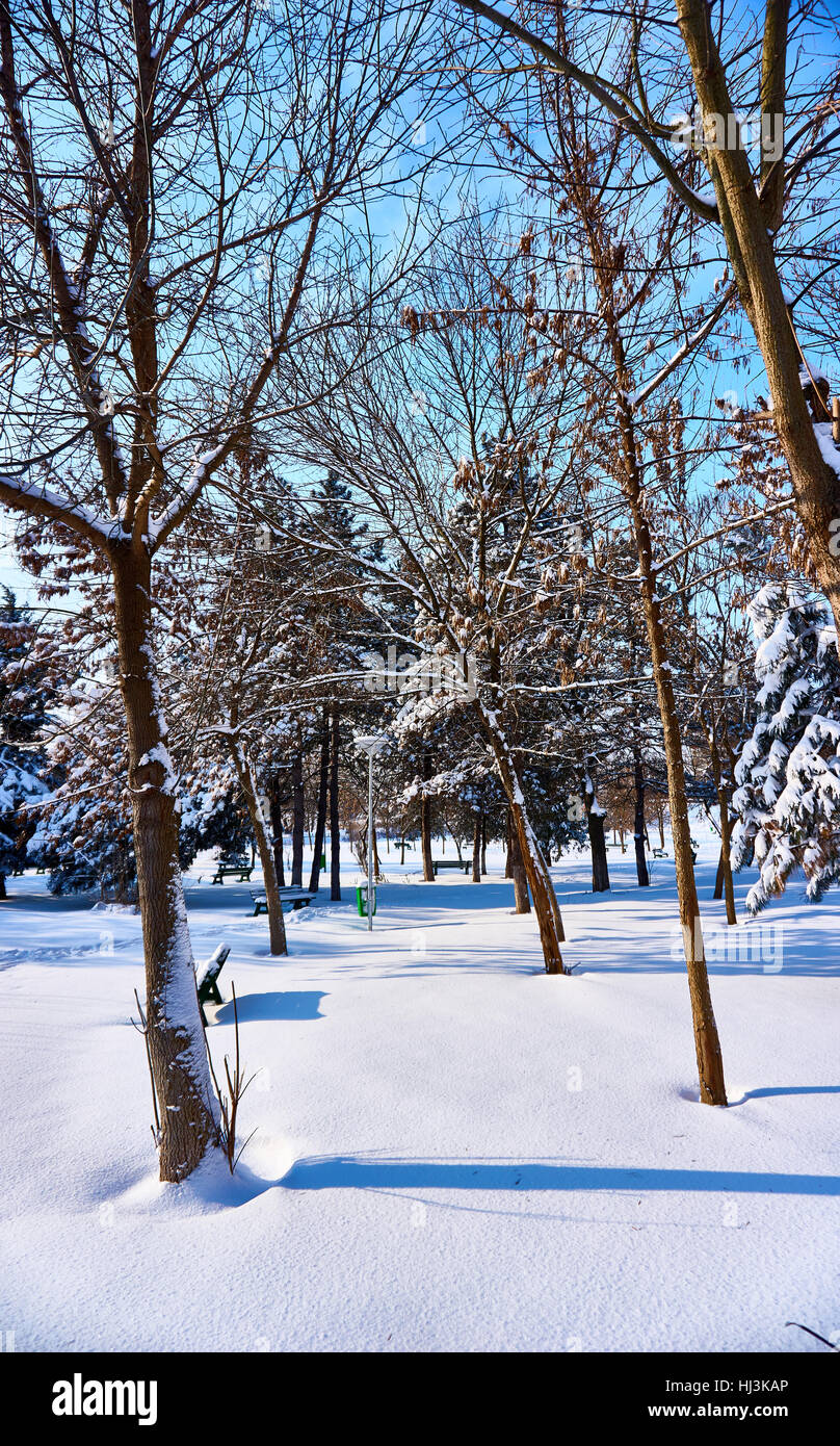 Winter scenes with happy kids and amazing pure nature beauty of snow ...