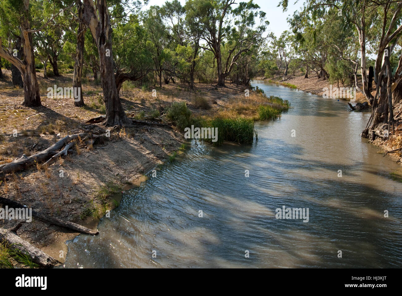 River red gum ( E. camaldulensis) line the banks of the Edward River ...