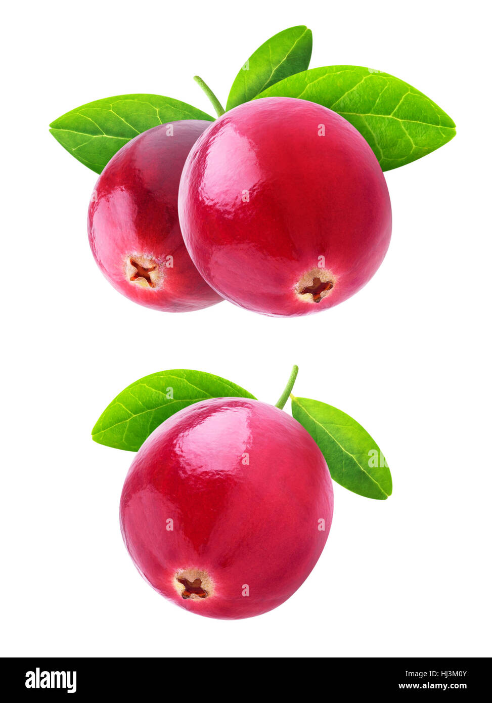 Isolated cranberries. Two images of cranberry fruits on a branch with ...