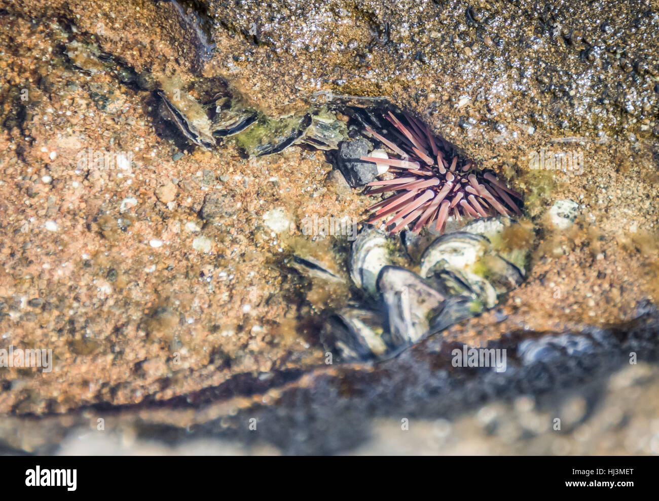 A pink and purple burrowing urchin tucked away in a rocky crevice in ...