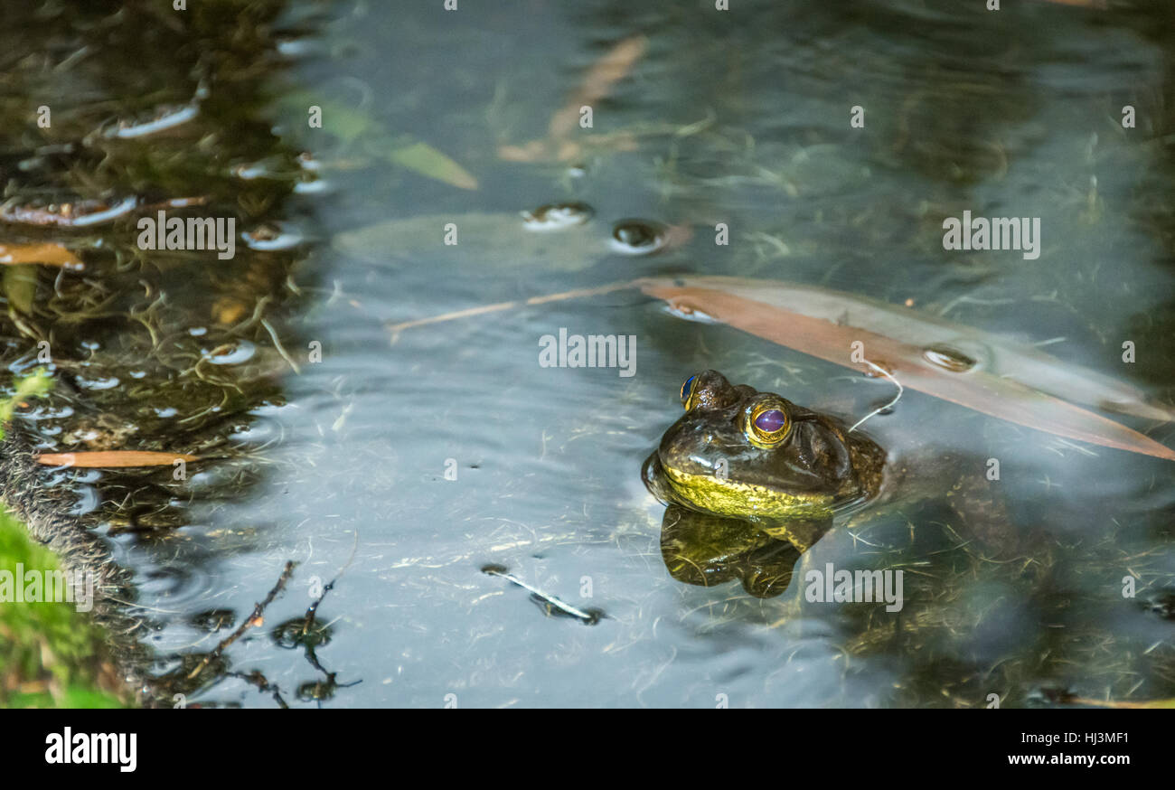 Hj3mf1 hi-res stock photography and images - Alamy
