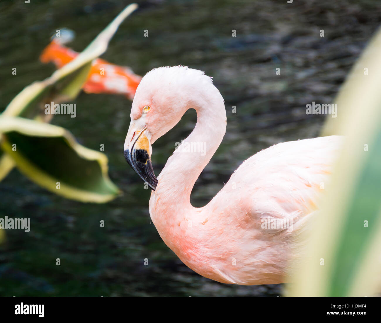 An angry-looking pink American flamingo partially hidden behind ...