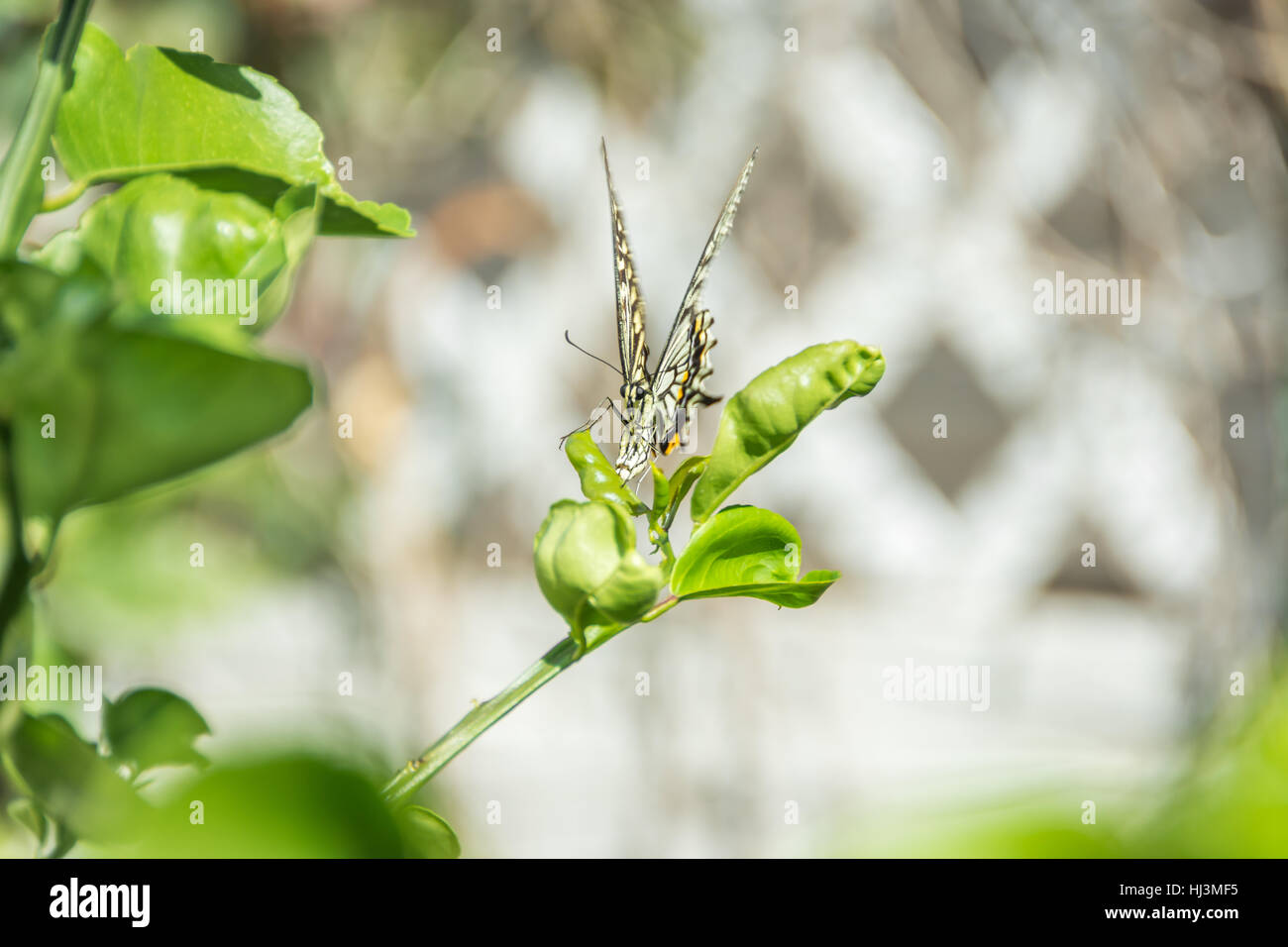 A Chinese yellow swallowtail butterfly briefly lands on a lemon tree ...