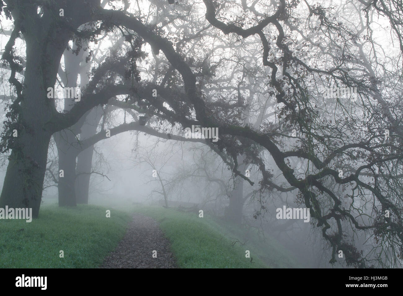 A foggy path in the woods of Northern California, in the winter ...