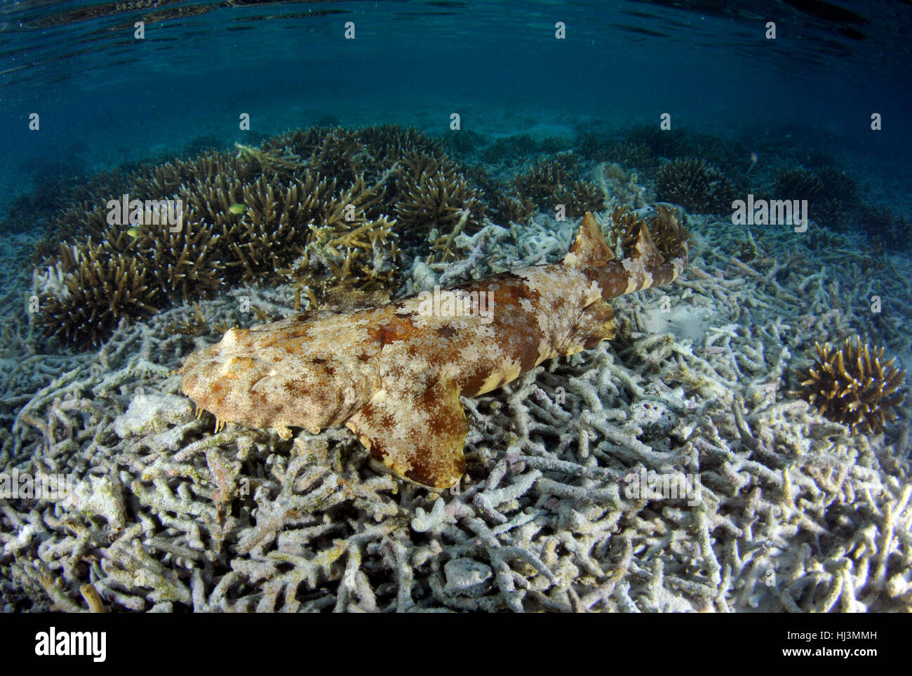 Tasselled wobbegong shark,Eucrossorhinus dasypogon, in shallow staghorn ...