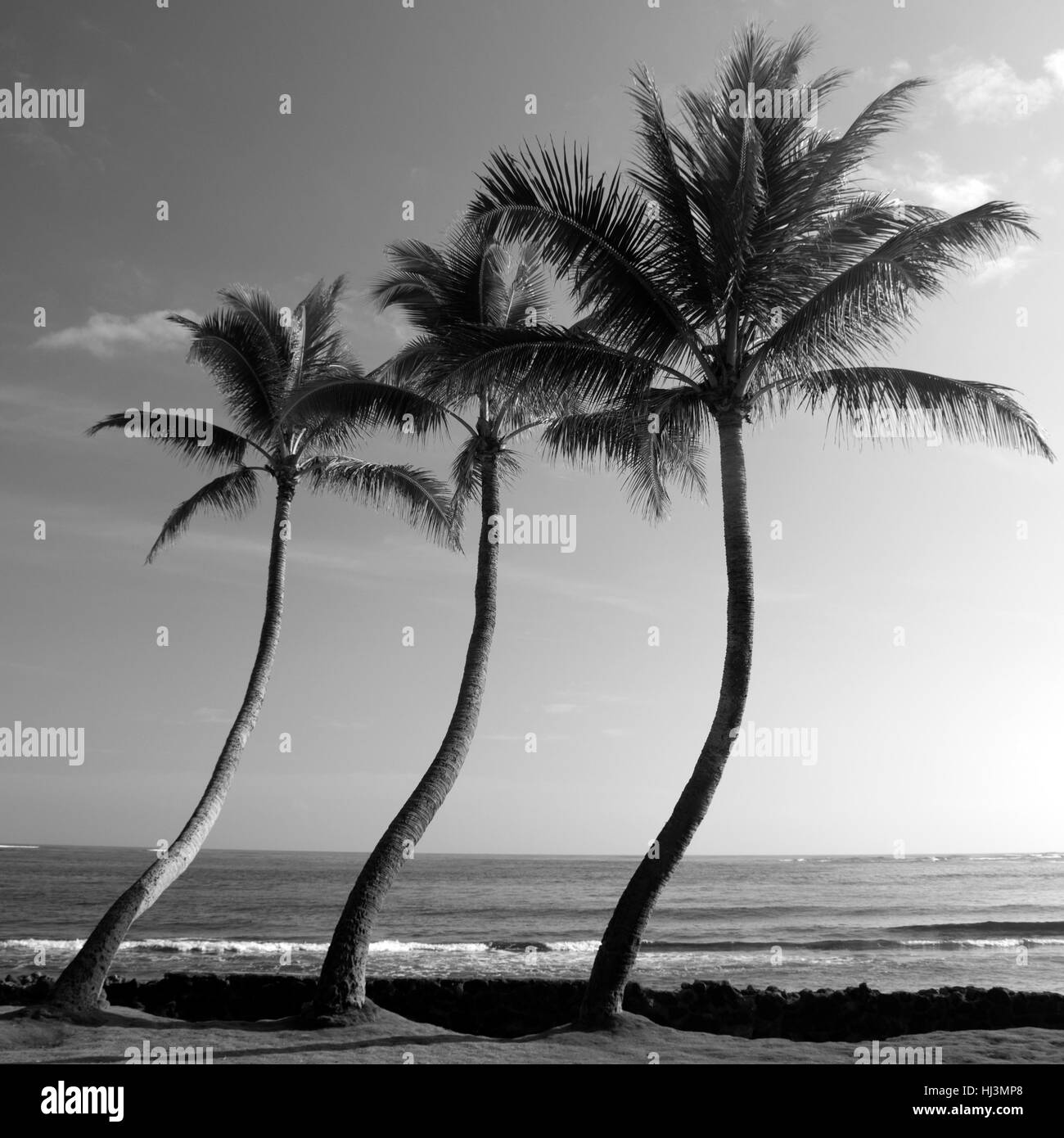 Three coconut trees by the shore of Hauula Beach, Oahu, Hawaii, USA ...