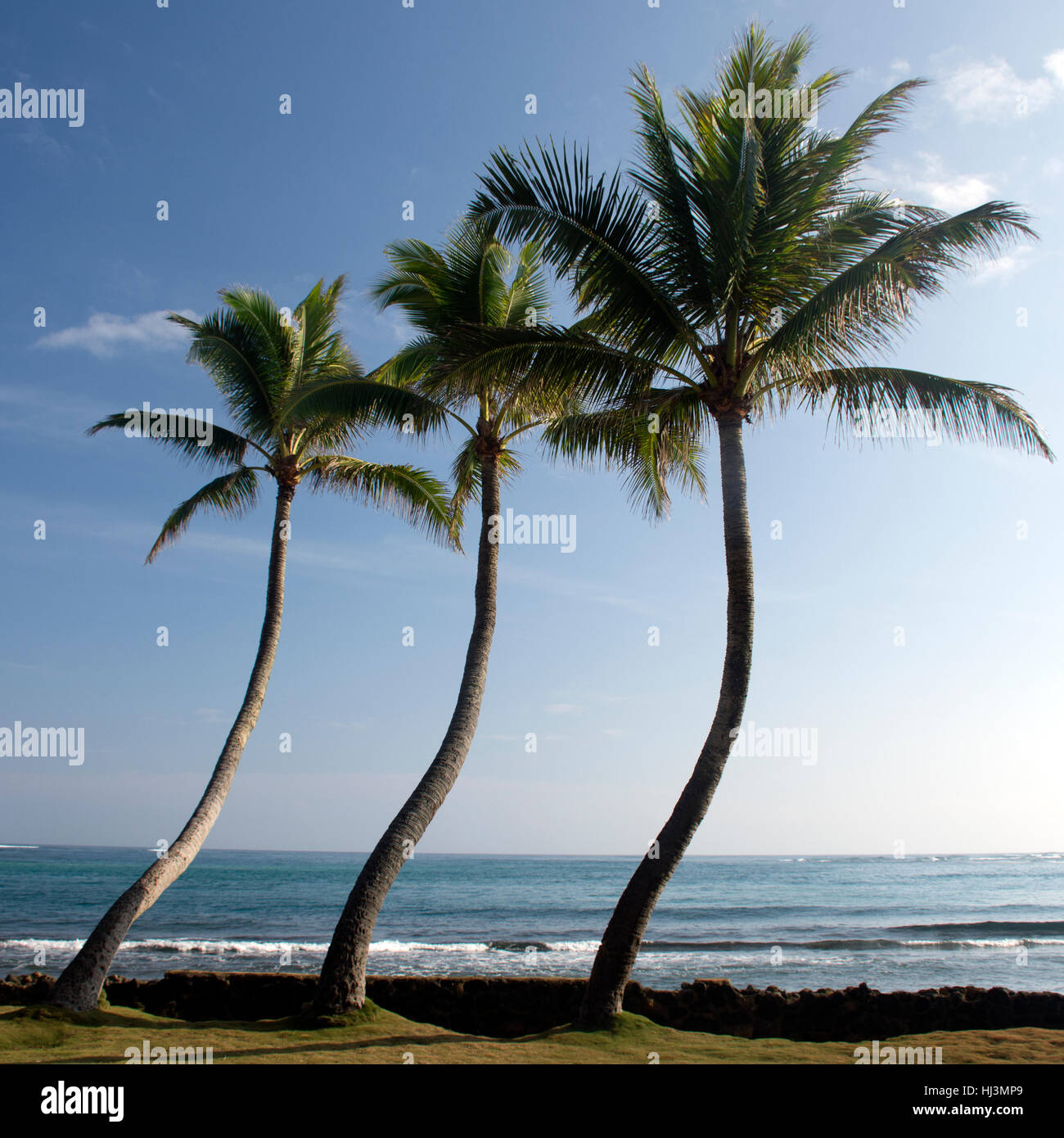 Three coconut trees by the shore of Hauula Beach, Oahu, Hawaii, USA ...