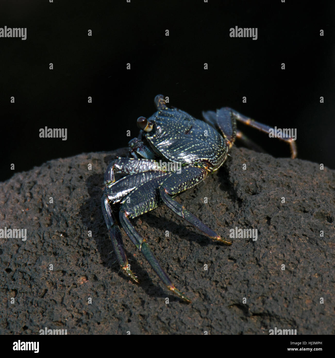 Aama hi-res stock photography and images - Alamy