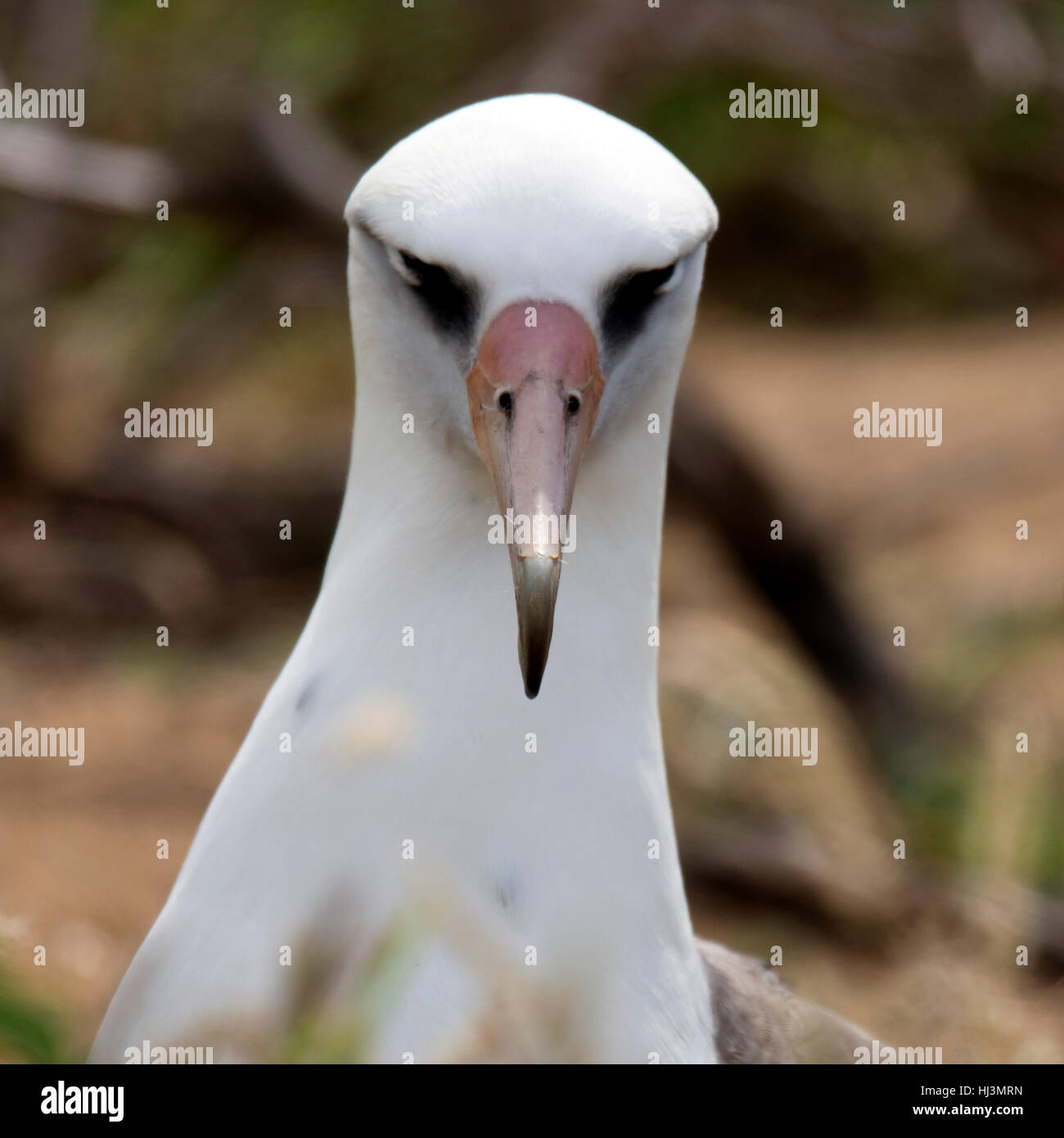 Nesting Laysan albatross, Phoebastria immutabilis, Kaena Point, North ...