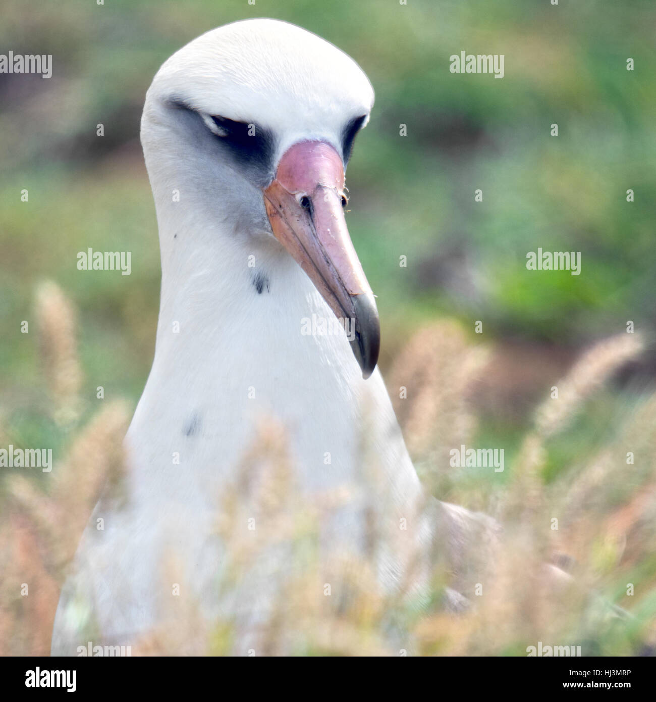 Nesting Laysan albatross, Phoebastria immutabilis, Kaena Point, North ...