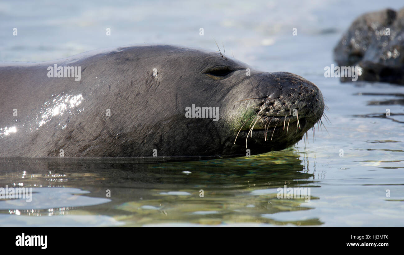 Critically endangered Hawaiian monk seal, Neomonachus schauinslandi ...