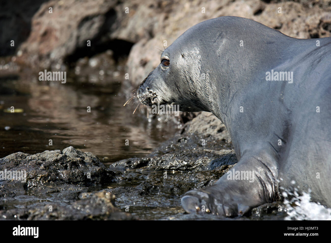 Critically endangered Hawaiian monk seal, Neomonachus schauinslandi ...