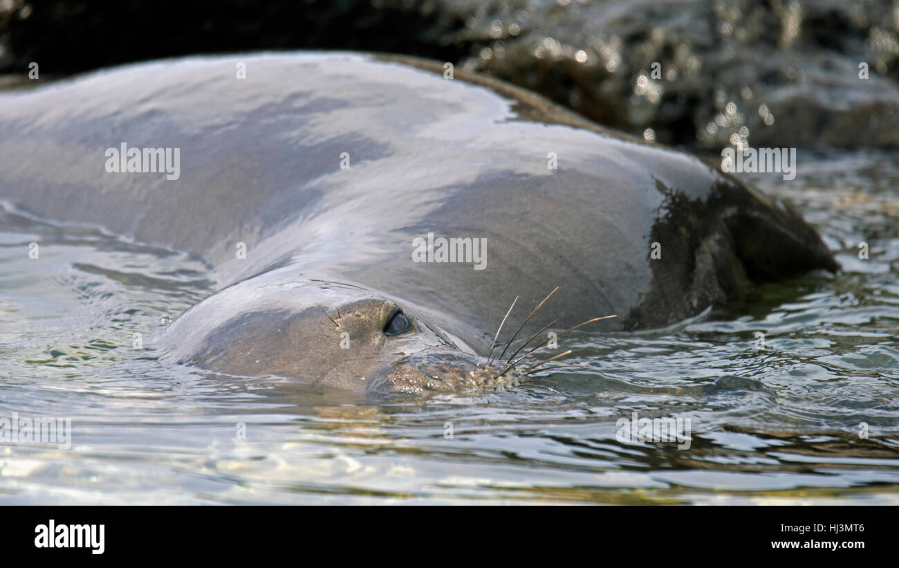 Critically endangered Hawaiian monk seal, Neomonachus schauinslandi ...