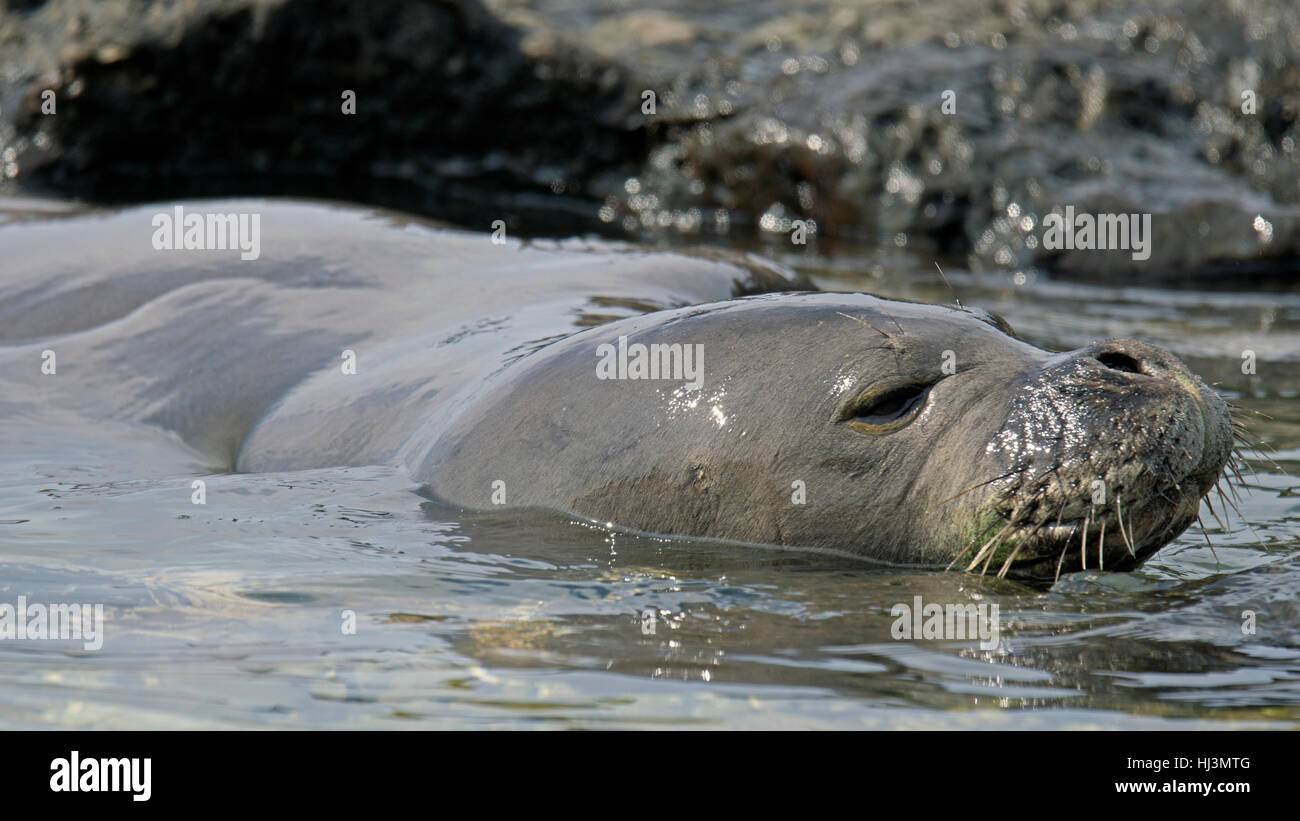 Hawaii endangered species hi-res stock photography and images - Alamy