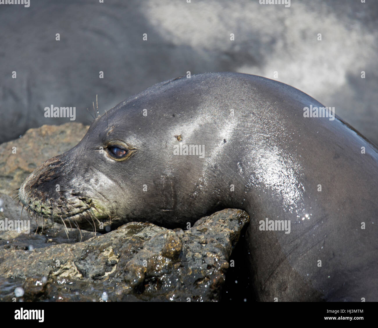 Critically endangered Hawaiian monk seal, Neomonachus schauinslandi ...