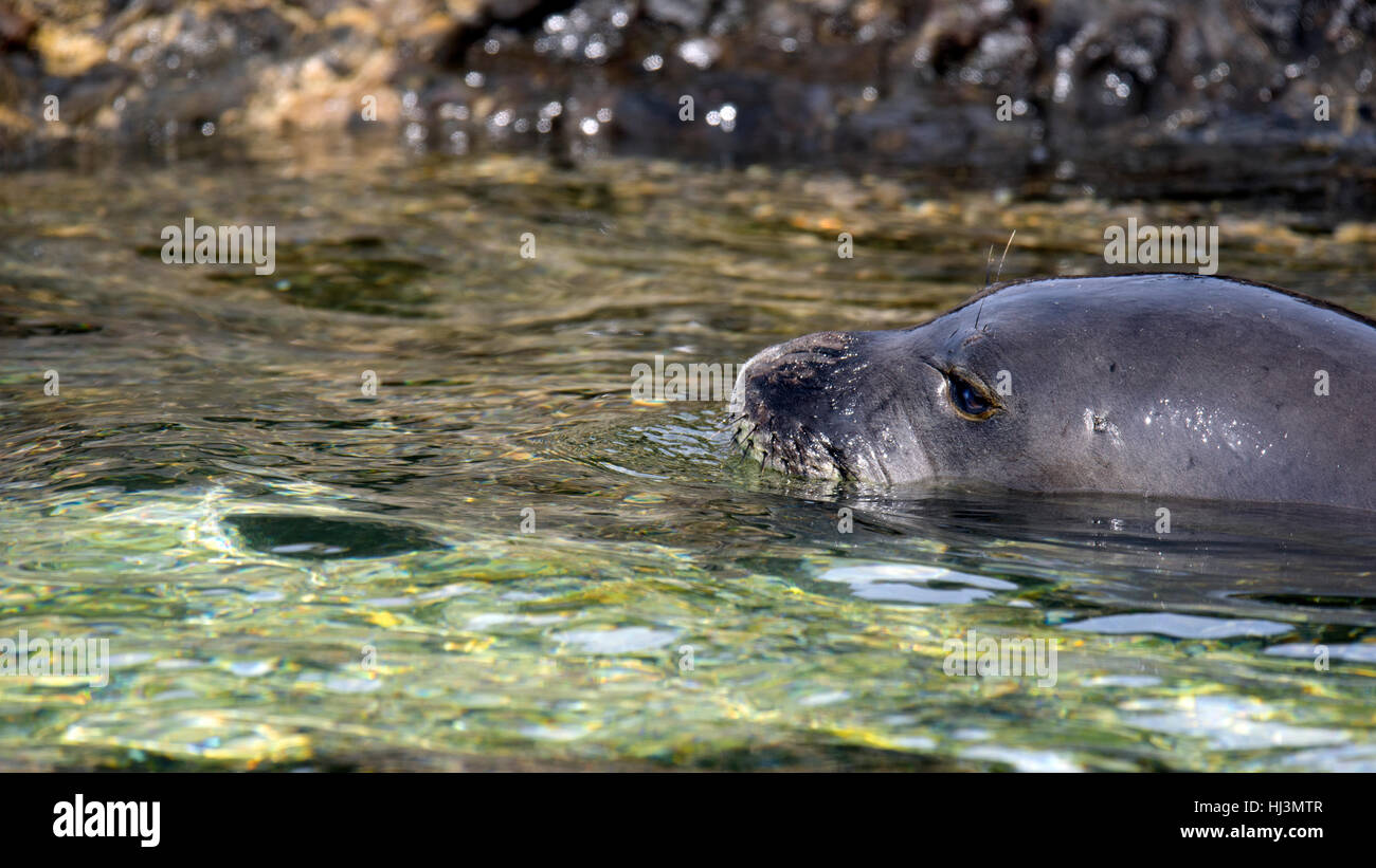 Critically endangered Hawaiian monk seal, Neomonachus schauinslandi ...