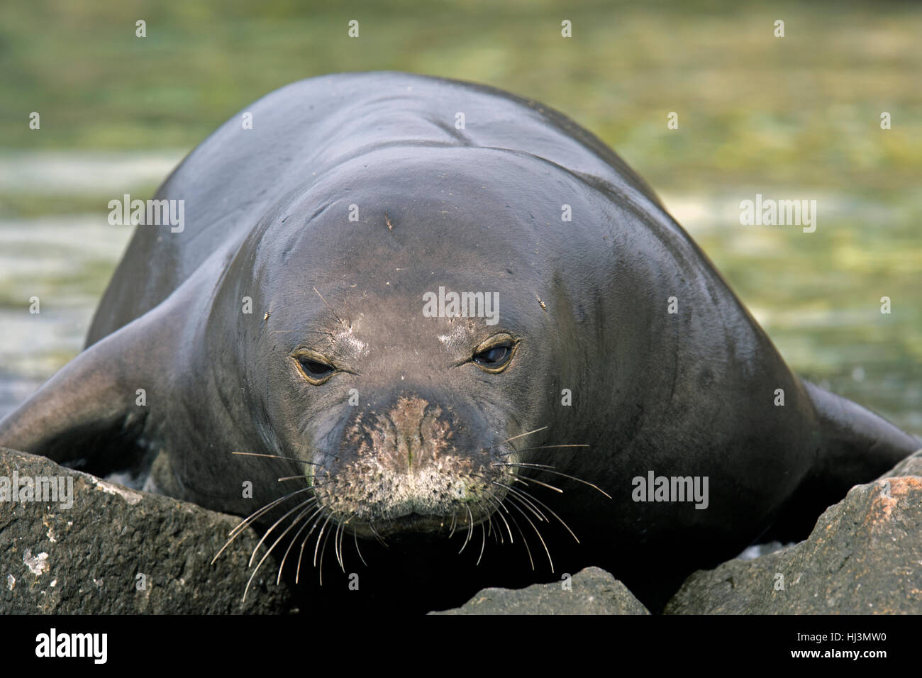Critically endangered Hawaiian monk seal, Neomonachus schauinslandi ...
