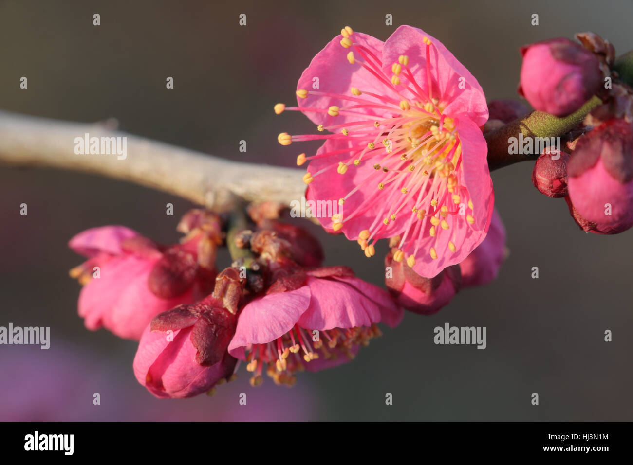 Dark pink chinese japanese hi-res stock photography and images - Alamy