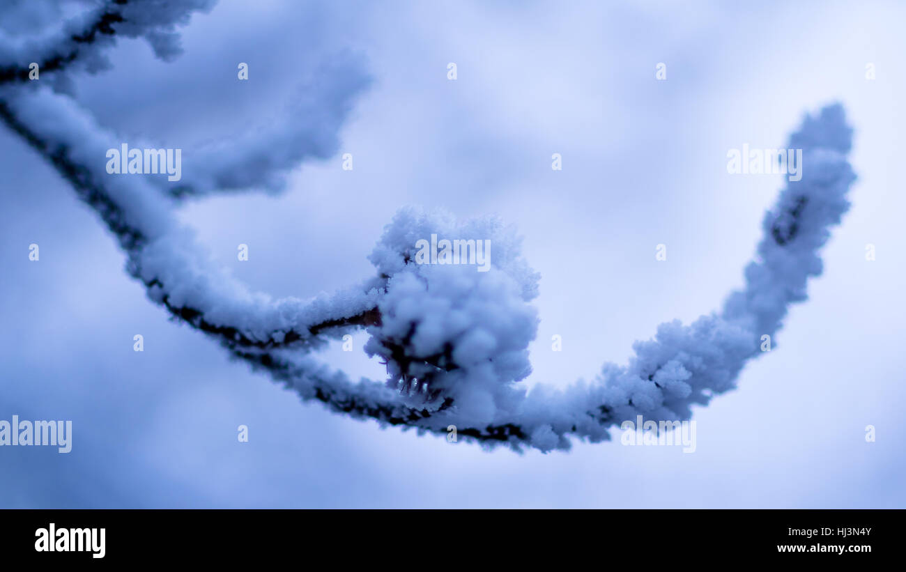 Curved tree branch hi-res stock photography and images - Alamy