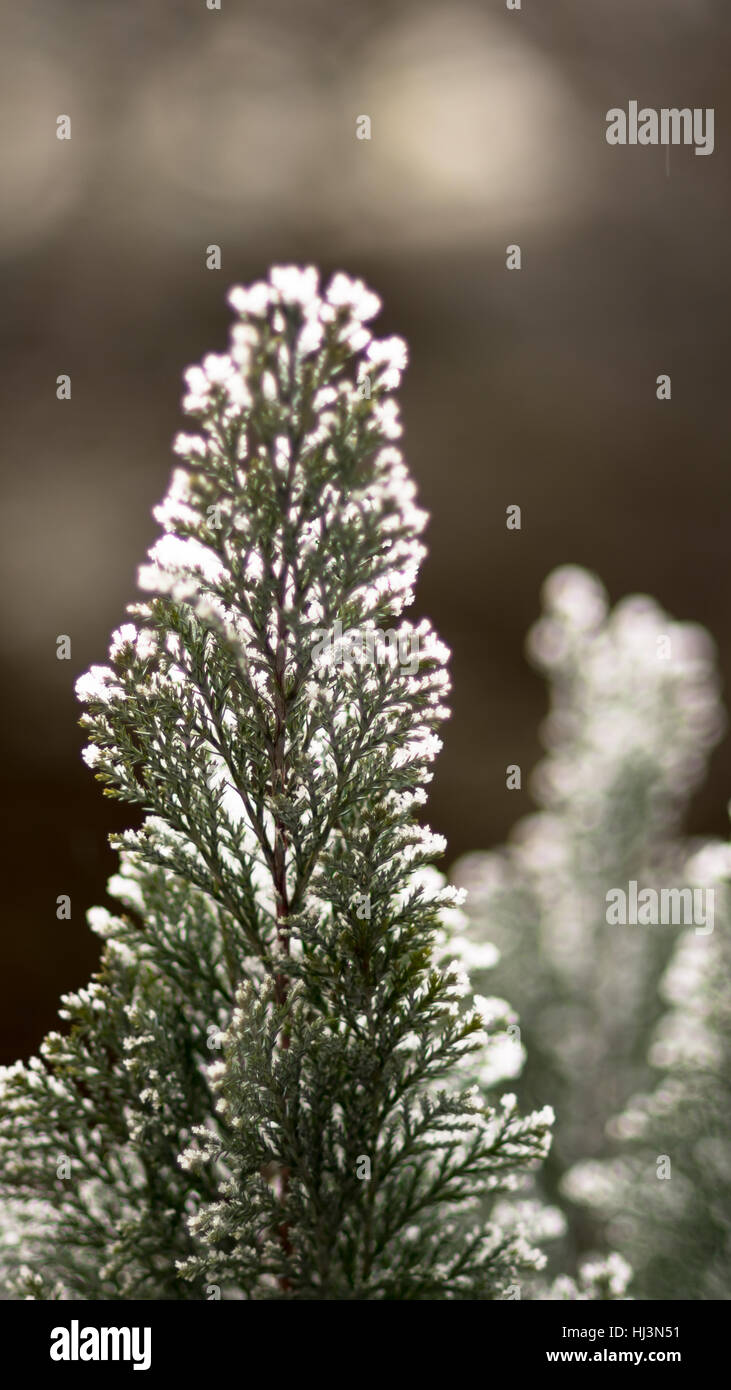 Frozen tree branch covered by ice Stock Photo - Alamy