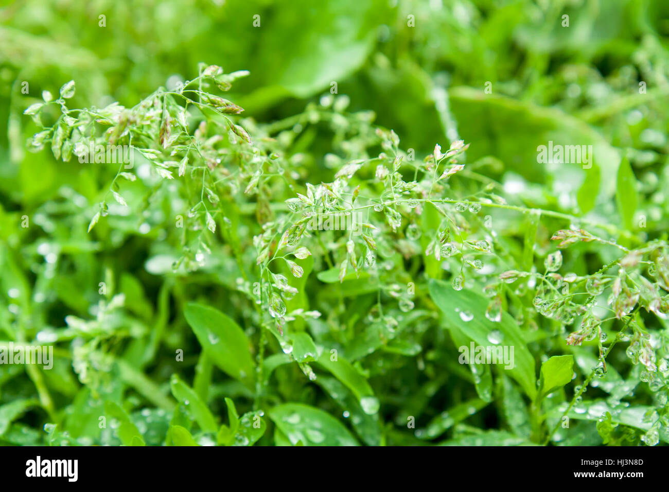 Fresh green spring summer background with drops. Flowers meadow grass ...