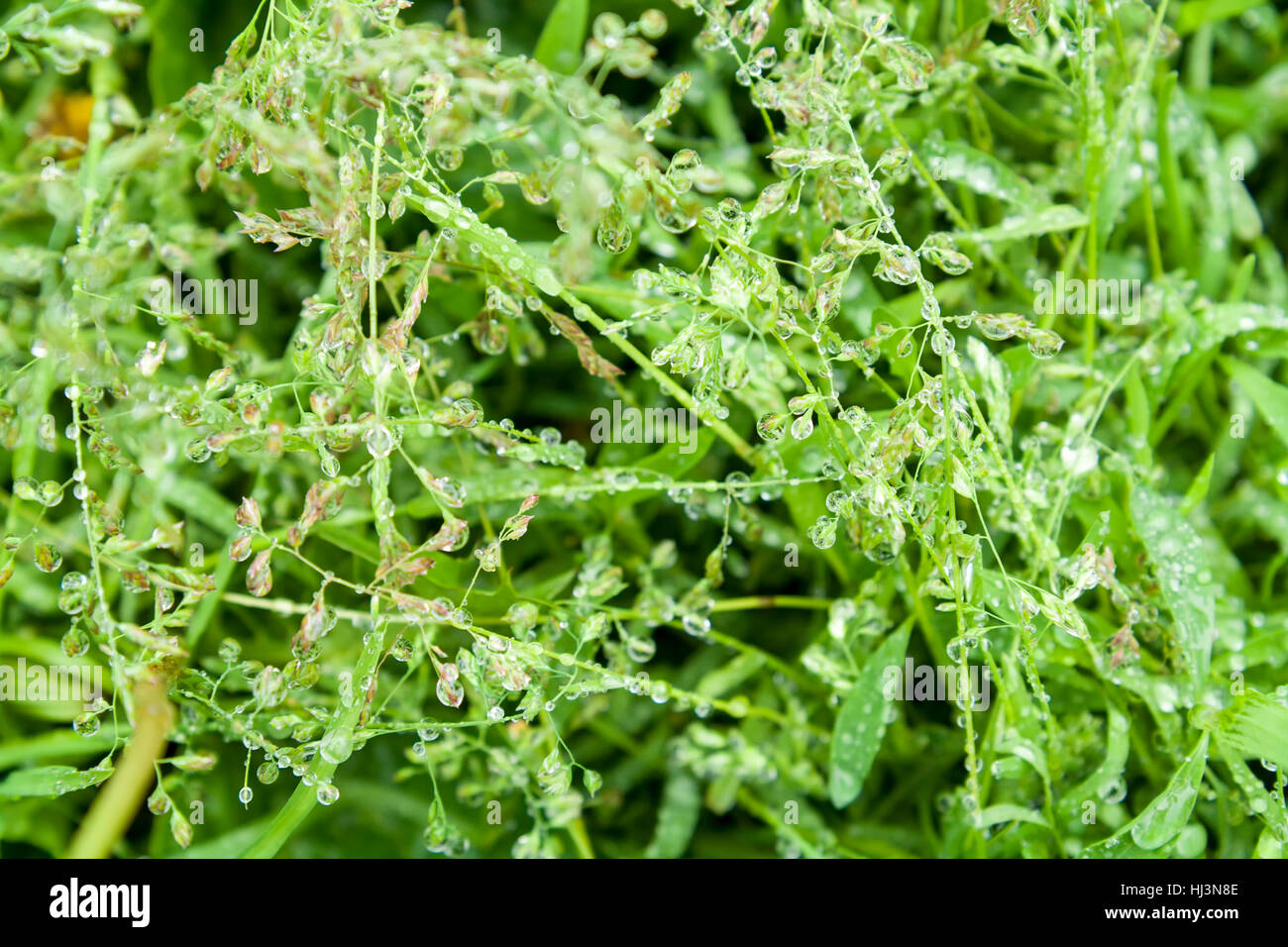 Fresh green spring summer background with drops. Flowers meadow grass ...