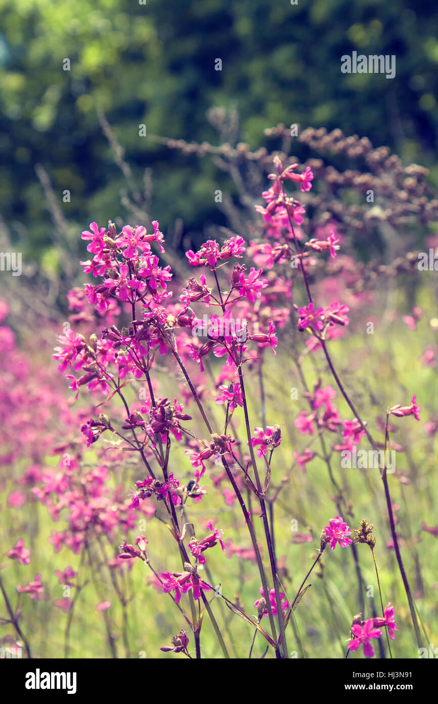 Nature spring summer pink flowers field sunny background. Coloring and ...