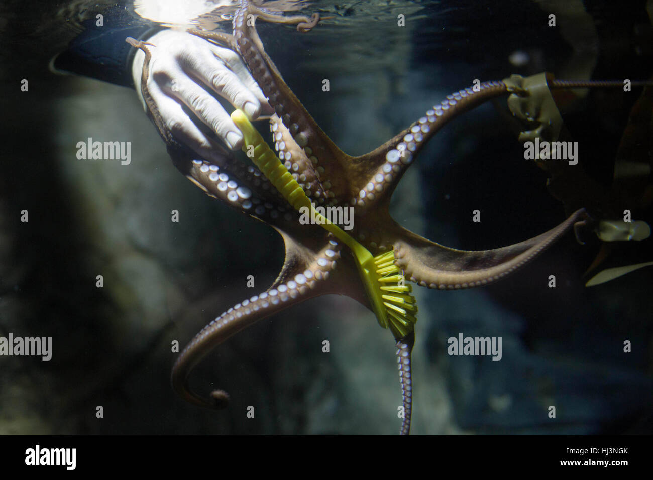 EDITORIAL USE ONLY Dora the octopus takes a cleaning brush from staff ...