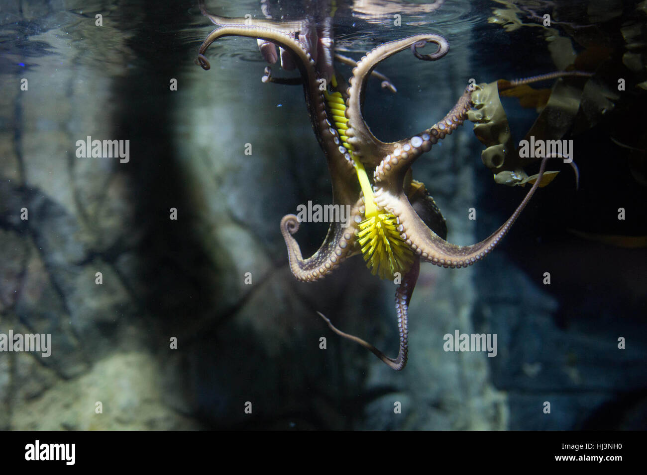 EDITORIAL USE ONLY Dora the octopus takes a cleaning brush from staff ...