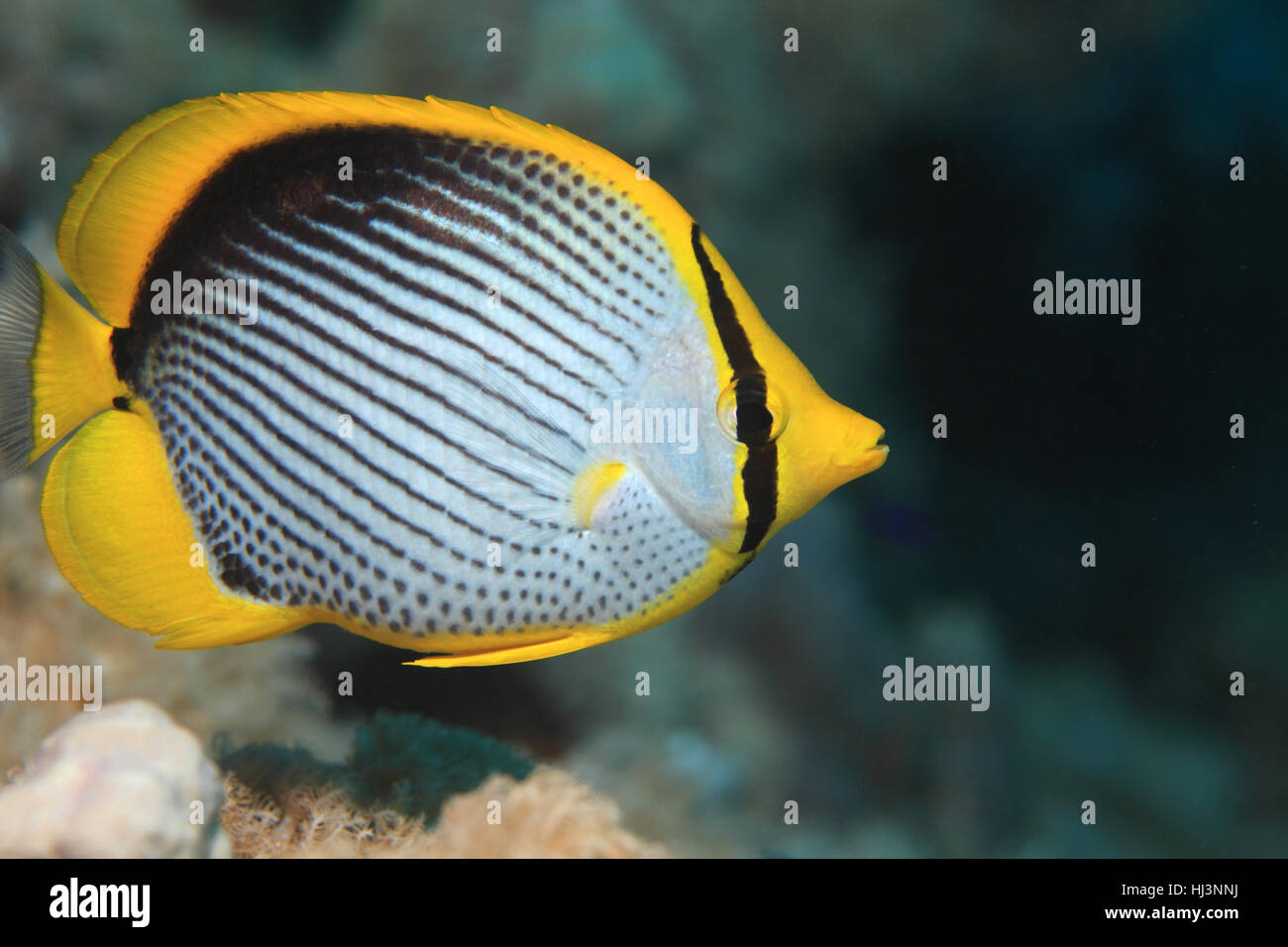 Blackbacked butterflyfish (Chaetodon melannotus) underwater in the ...