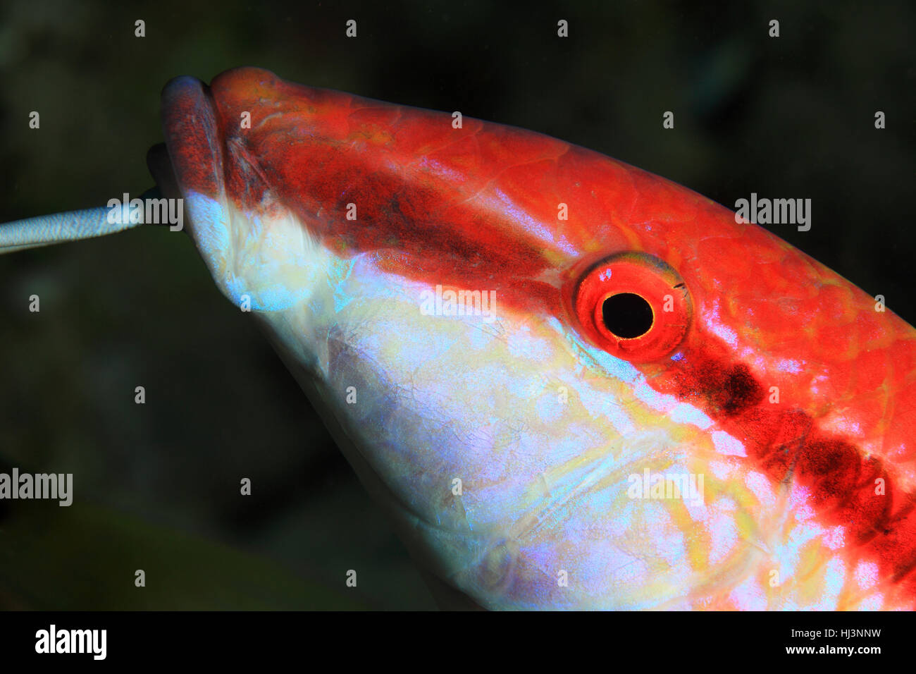 Redstriped goatfish (Parupeneus rubescens) underwater in the coral reef ...