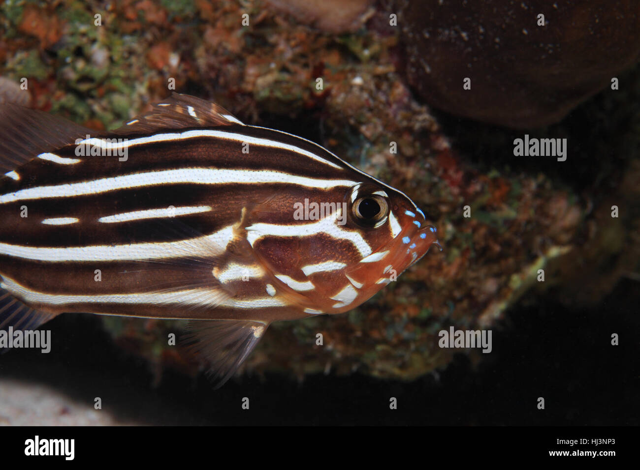 Sixstriped soapfish hi-res stock photography and images - Alamy