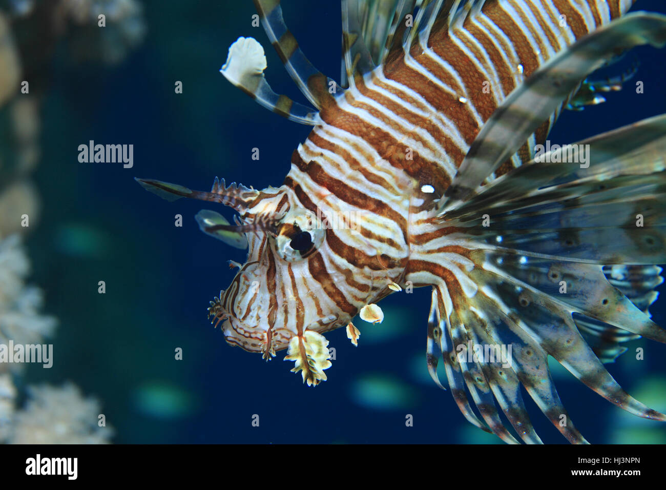 Common lionfish (Pterois volitans) underwater in the tropical waters of ...