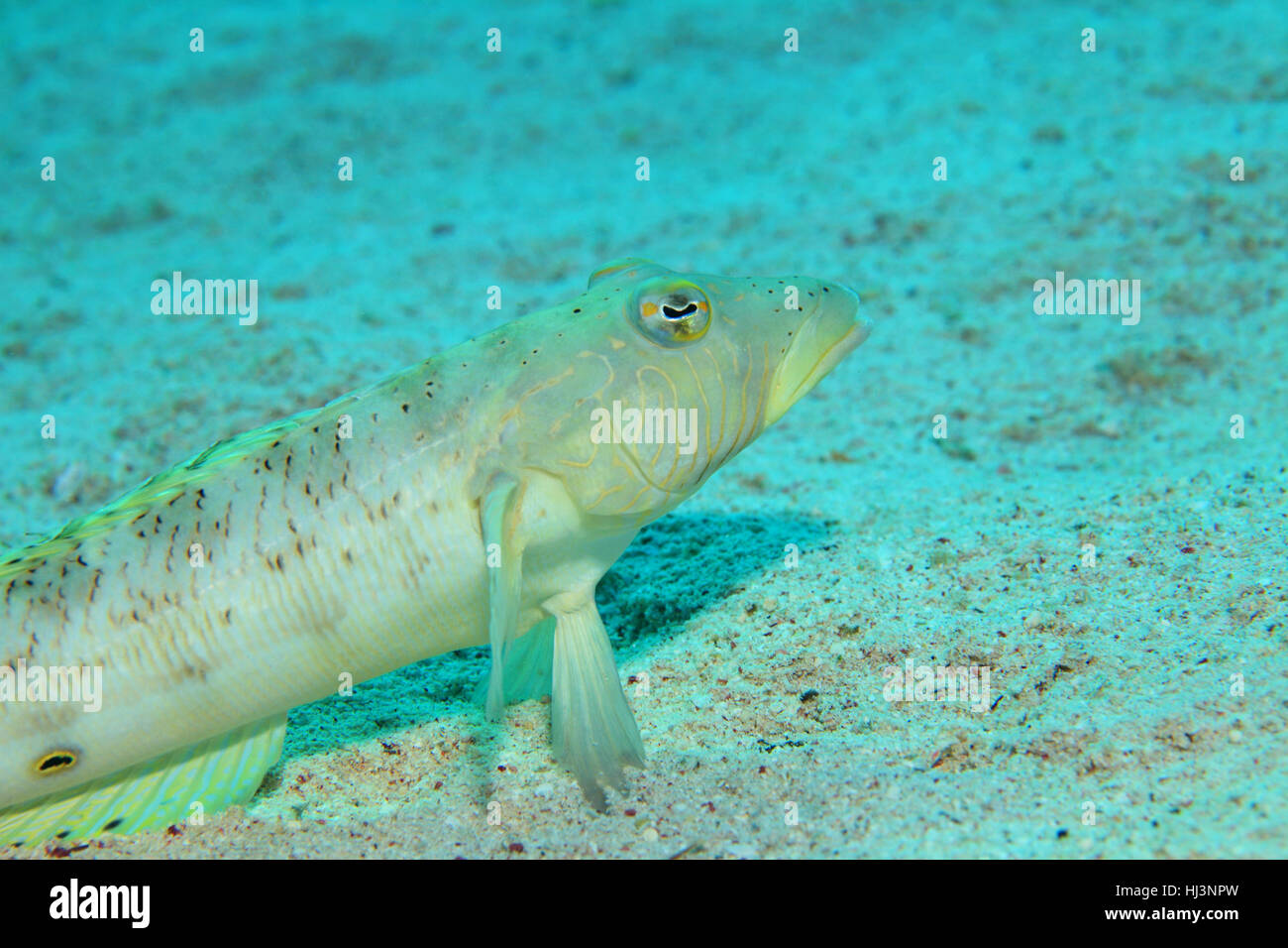Speckled sandperch fish (Parapercis hexophthalma) underwater on the ...