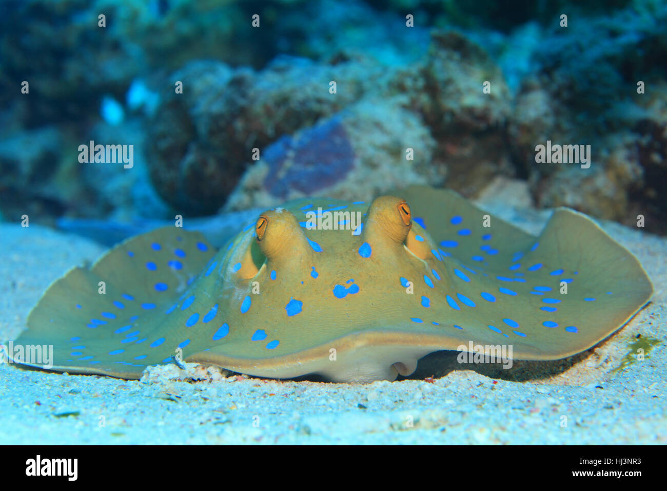 Bluespotted stingray (Taeniura lymma) on the sandy bottom of the Red ...