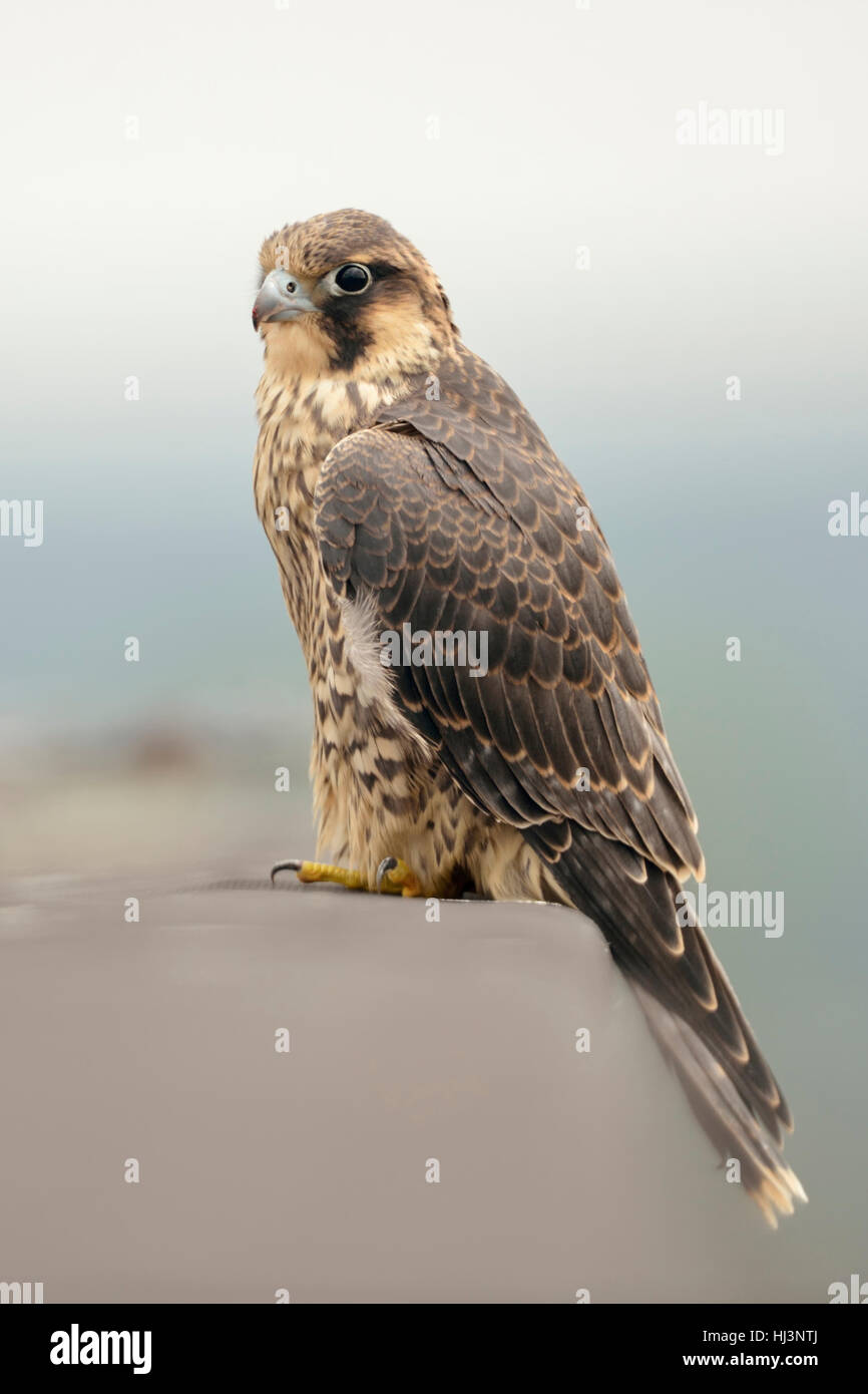 Peregrine Falcon / Duck Hawk ( Falco peregrinus ) perched on top of a ...