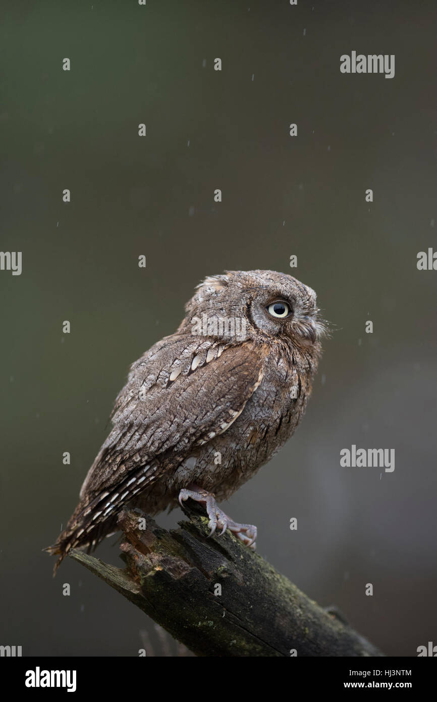 Eurasian Scops Owl ( Otus scops ), perched on a piece of wood, watching ...
