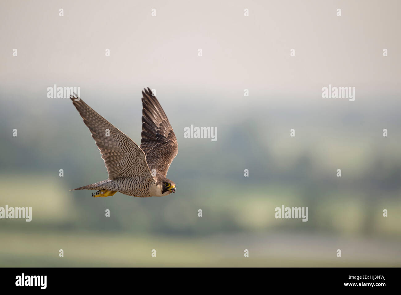 Peregrine Falcon / Duck Hawk ( Falco peregrinus ) in flight, in its ...