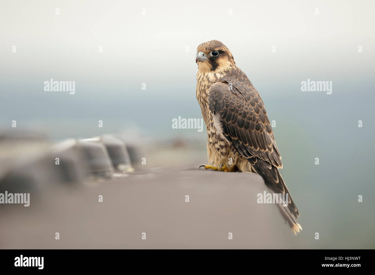Peregrine Falcon / Duck Hawk ( Falco peregrinus ) perched on top of a ...