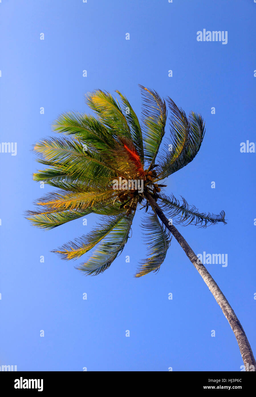 Coco beach florida hi-res stock photography and images - Alamy
