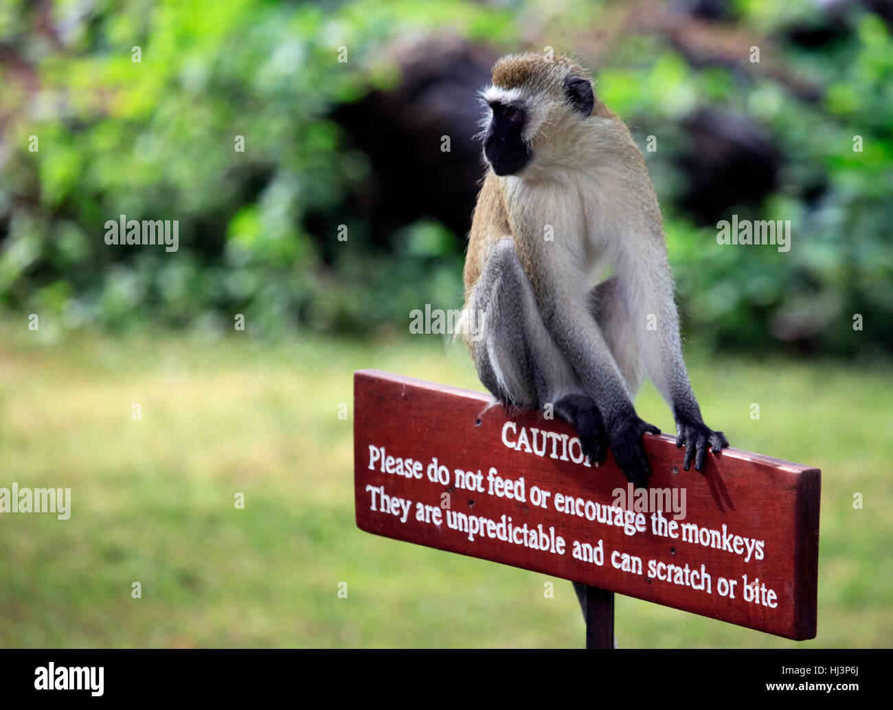 Monkey sitting on a wooden sign with a warning that dangerous to feed ...