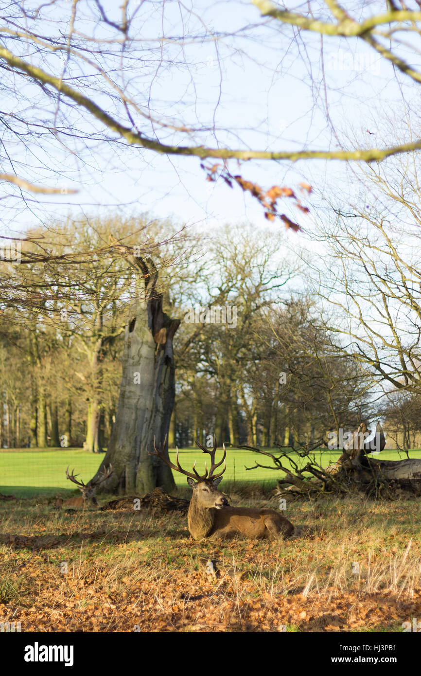 Dead antler hi-res stock photography and images - Alamy