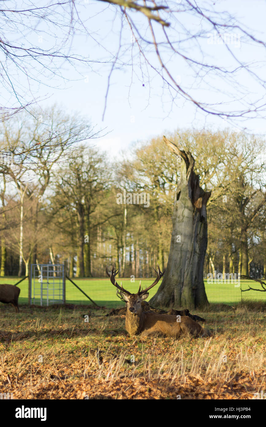 Close-up of deer with antlers sitting in parkland next to dead tree ...