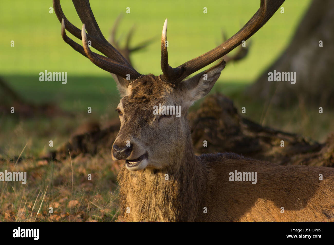 Close-up of deer with antlers sitting in parkland, close-up, laughing ...