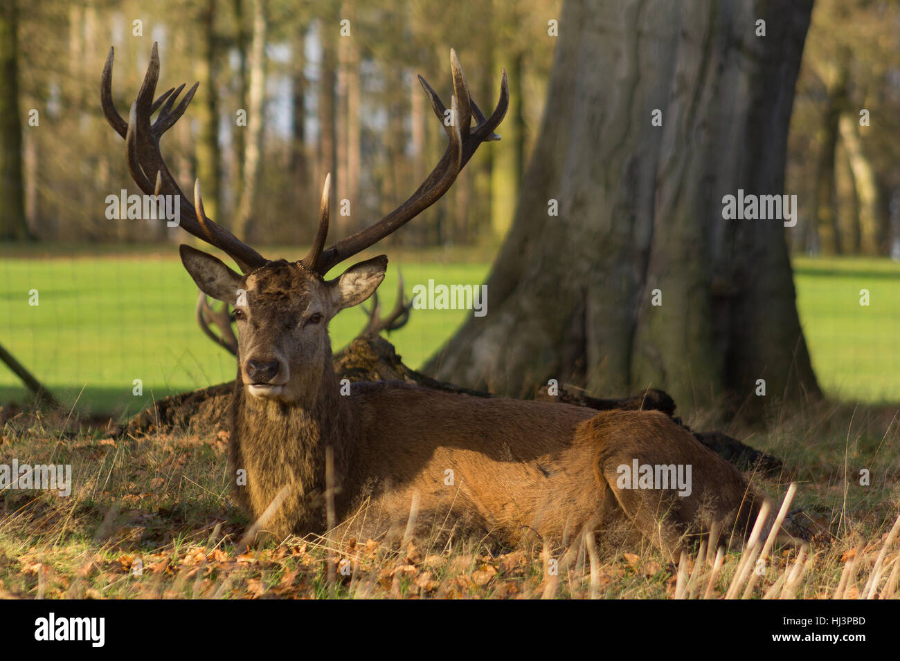 Close-up of deer with antlers sitting in parkland under tree Stock ...