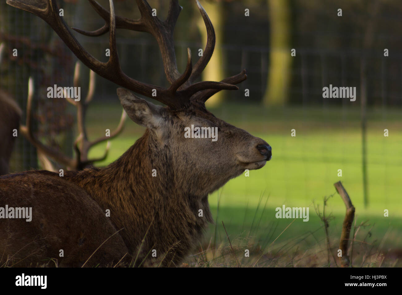 Deer doe sitting hi-res stock photography and images - Alamy