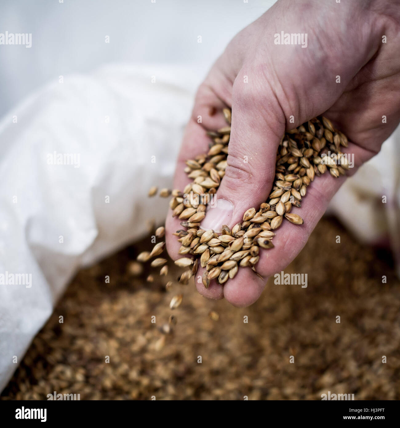 Beer brewing production at various stages from grain to bottle Stock ...