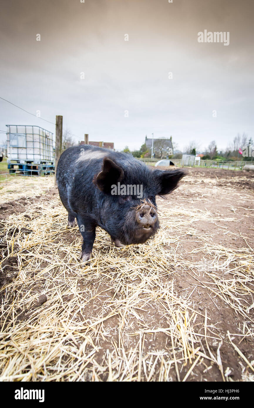 Scottish pig farm hi-res stock photography and images - Alamy