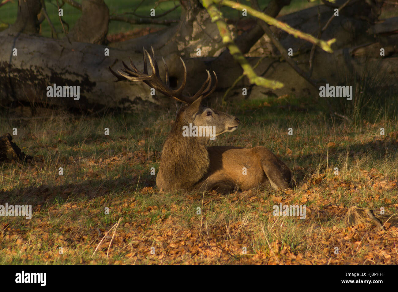 Menil fallow deer hi-res stock photography and images - Alamy