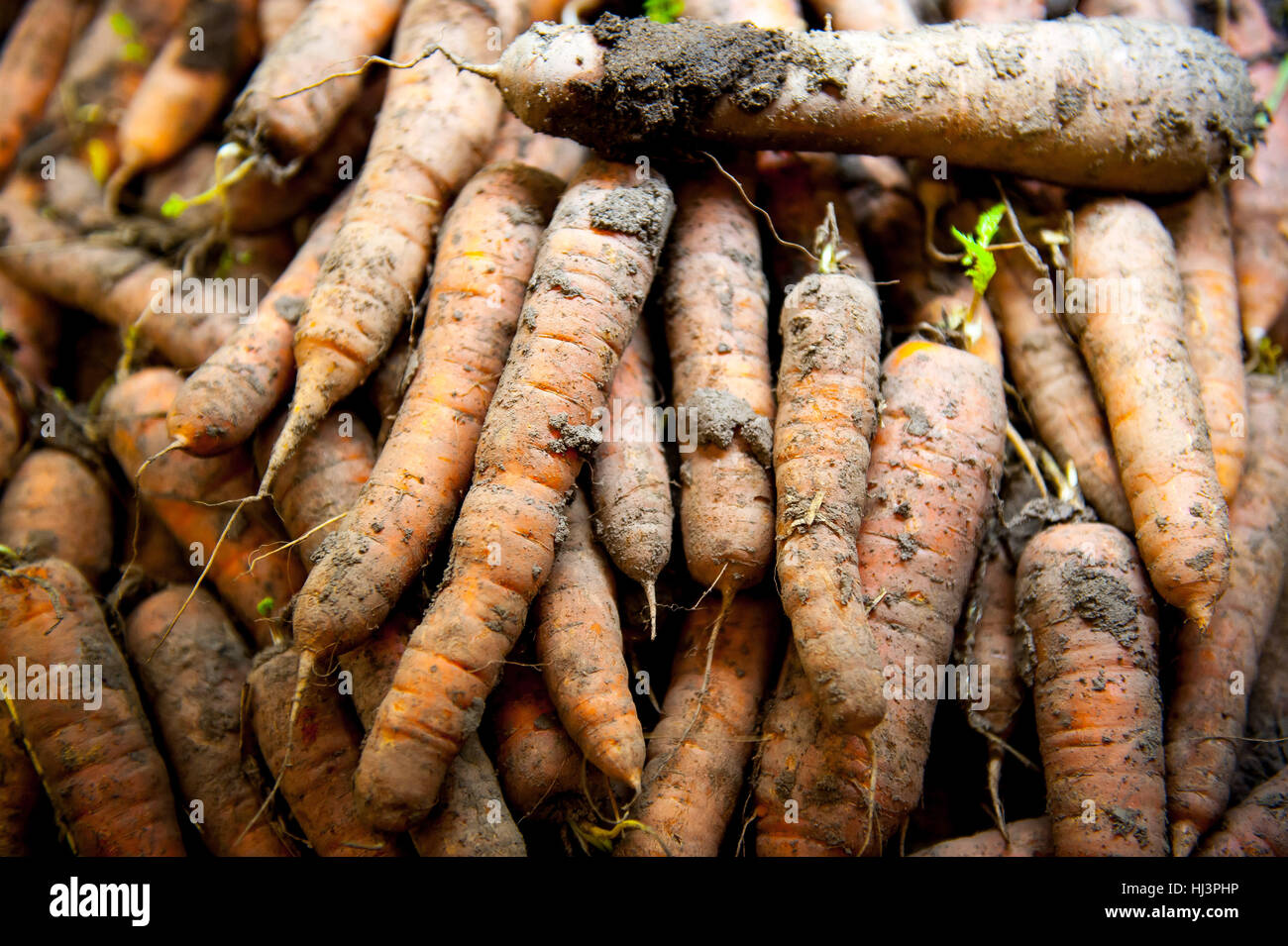 Organic dirty Carrots Stock Photo - Alamy